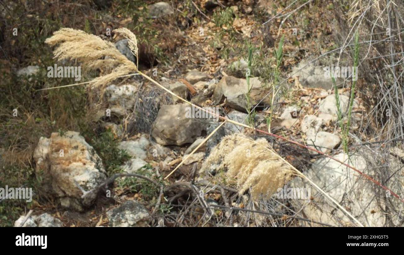 African Reed (Phragmites mauritianus Stock Photo - Alamy