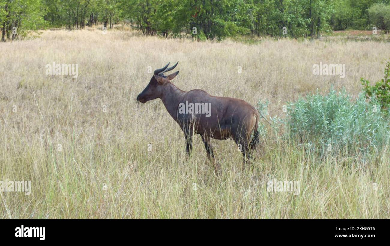 Common Tsessebe (Damaliscus lunatus lunatus Stock Photo - Alamy