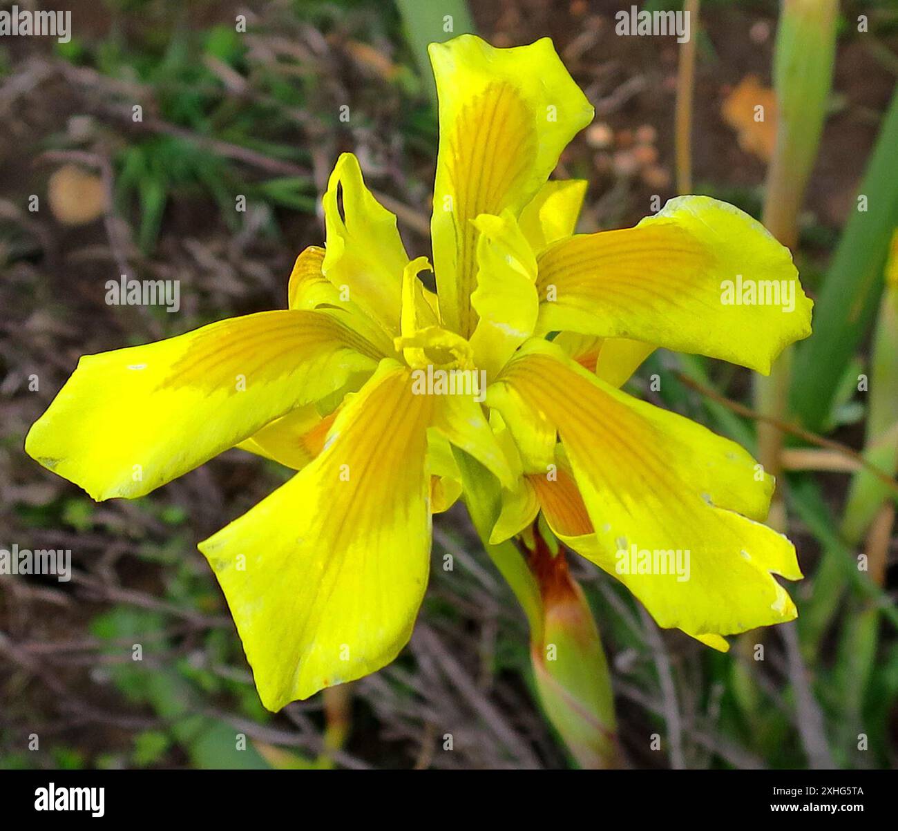 Large Yellow Moraea (Moraea spathulata Stock Photo - Alamy