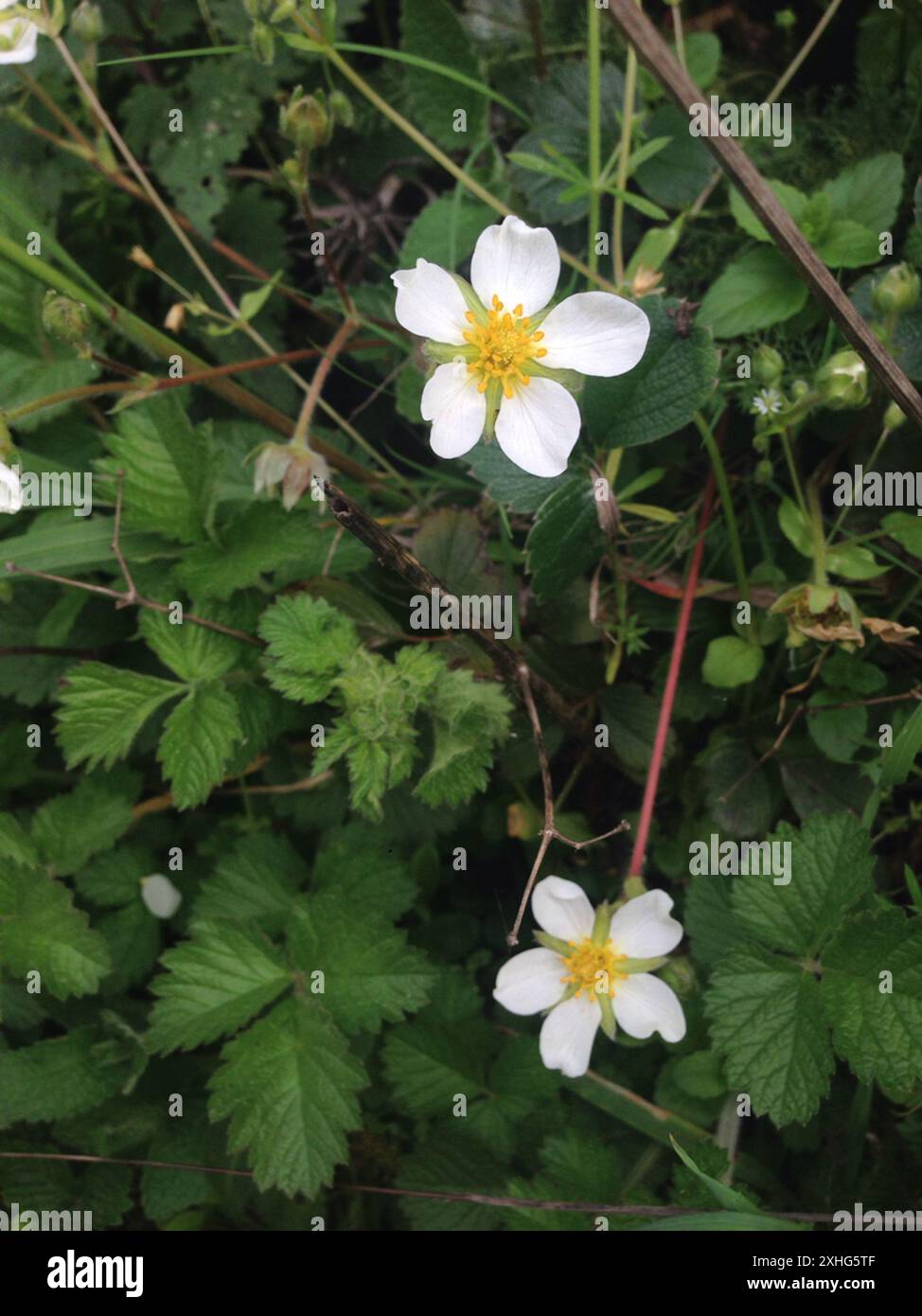 Beach strawberry fragaria chiloensis hi-res stock photography and ...
