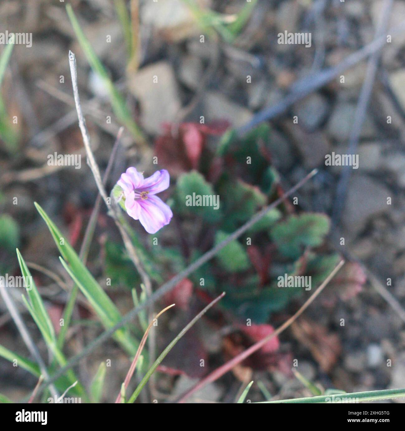 Mediterranean Stork's-bill (Erodium botrys Stock Photo - Alamy