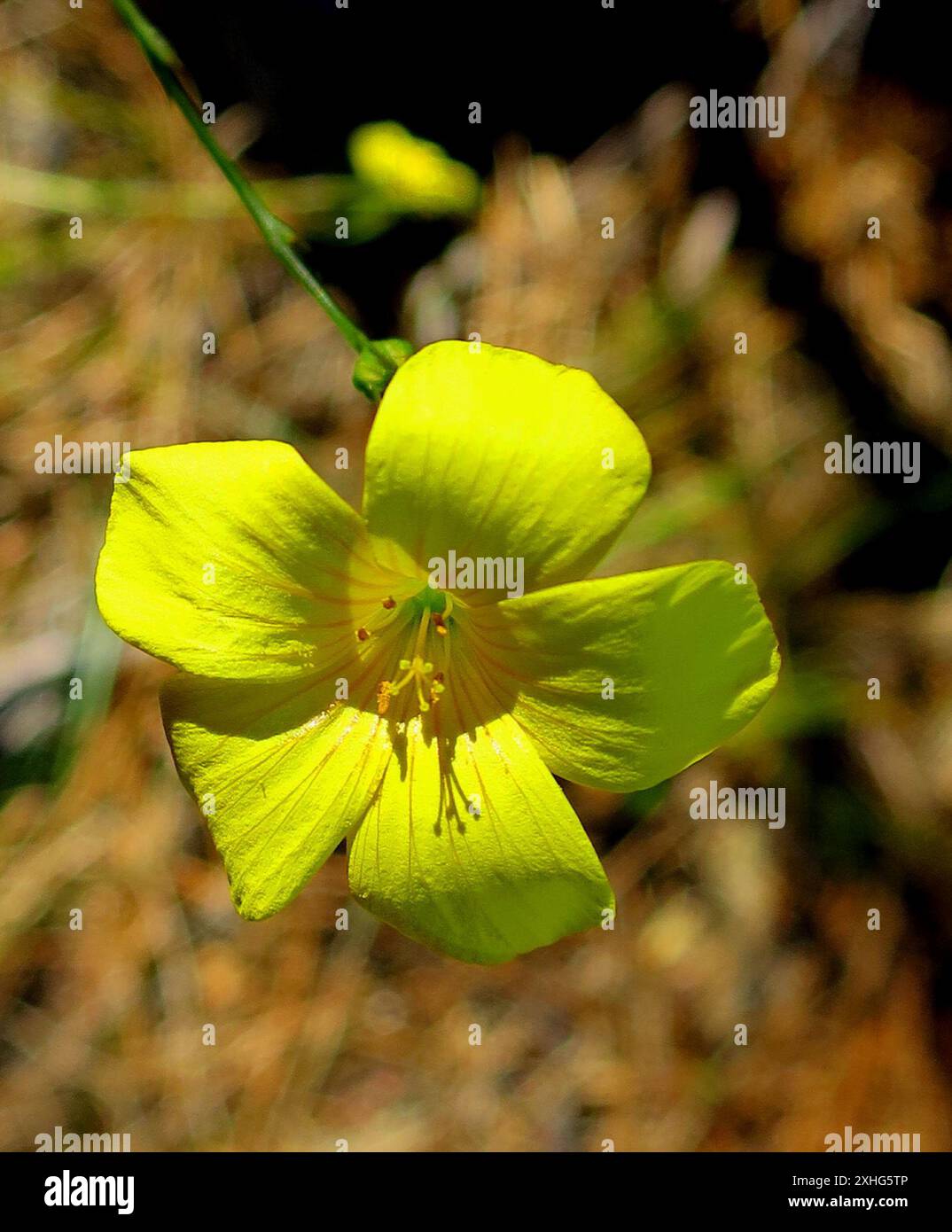 Half-mast Flax (Linum africanum Stock Photo - Alamy