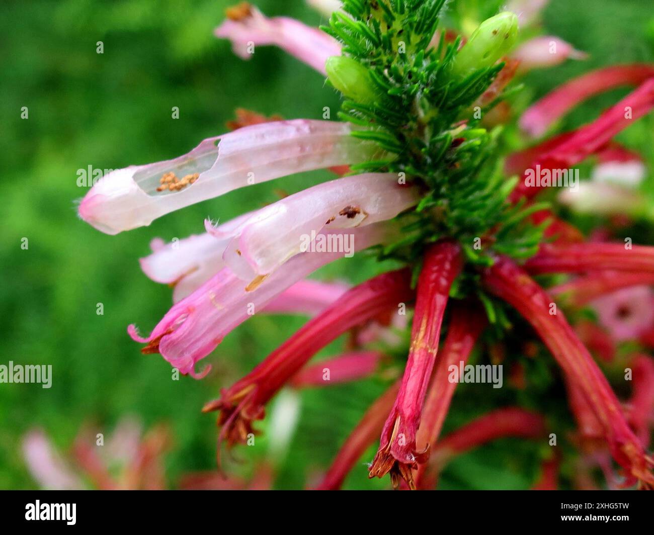 Common Water Heath (Erica curviflora curviflora Stock Photo - Alamy