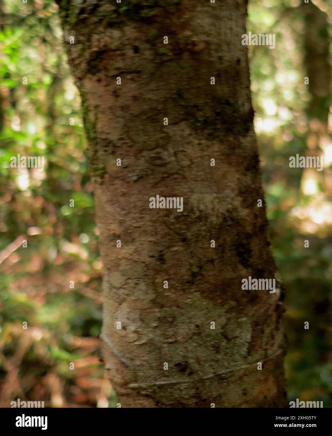 Assegai tree hi-res stock photography and images - Alamy