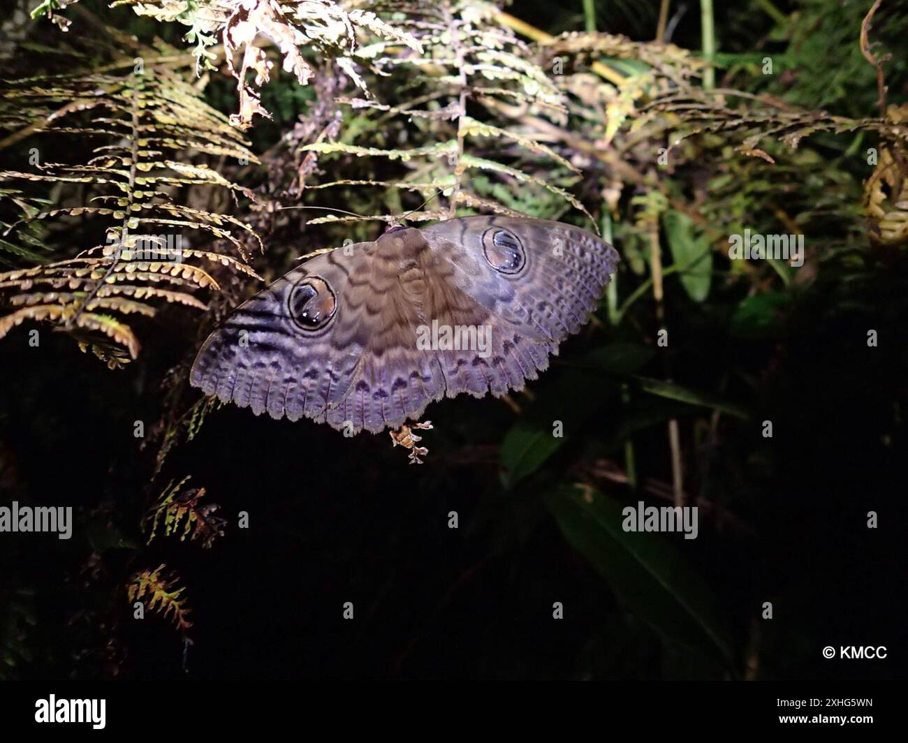 Erebus walkeri hi-res stock photography and images - Alamy