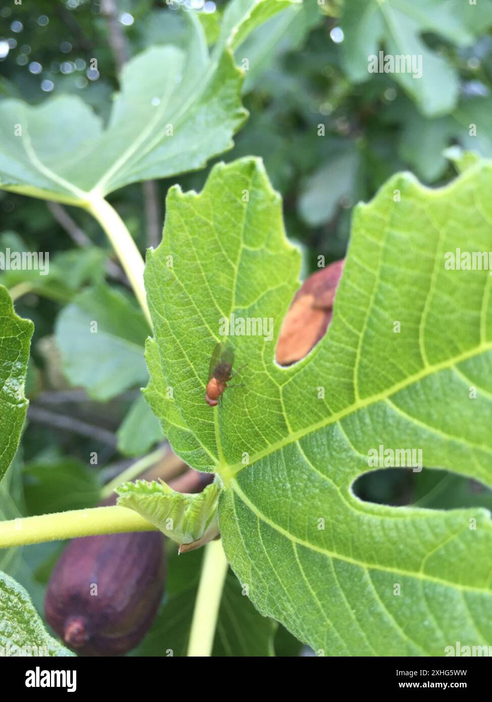 Acalyptrate hi-res stock photography and images - Alamy