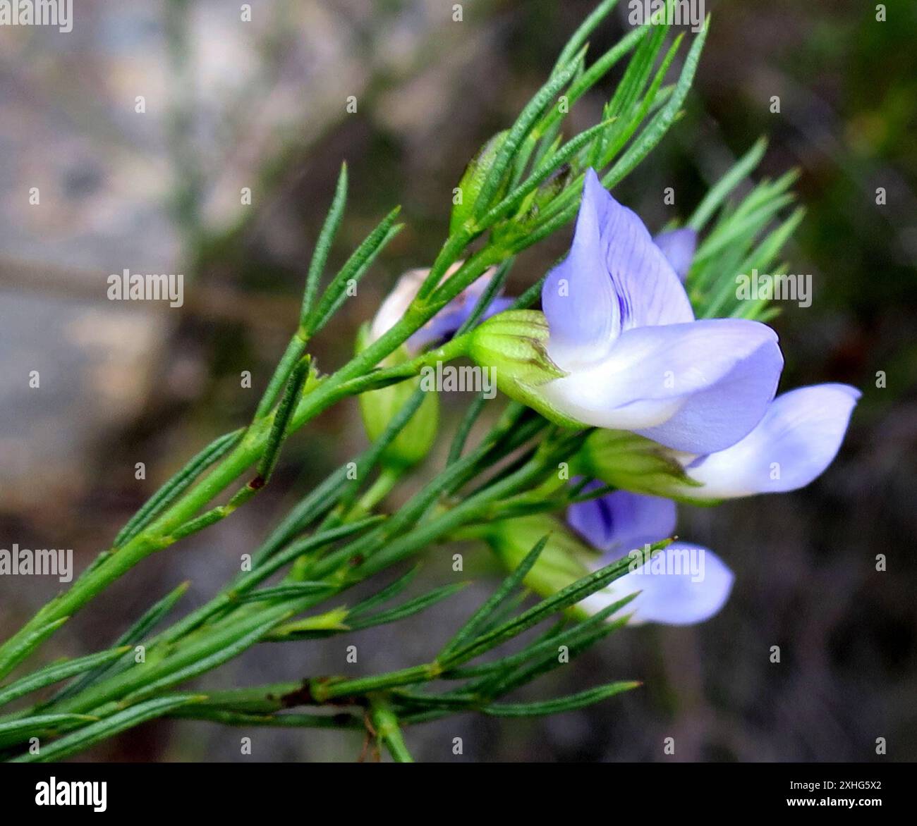 True Fountainbushes (Psoralea Stock Photo - Alamy