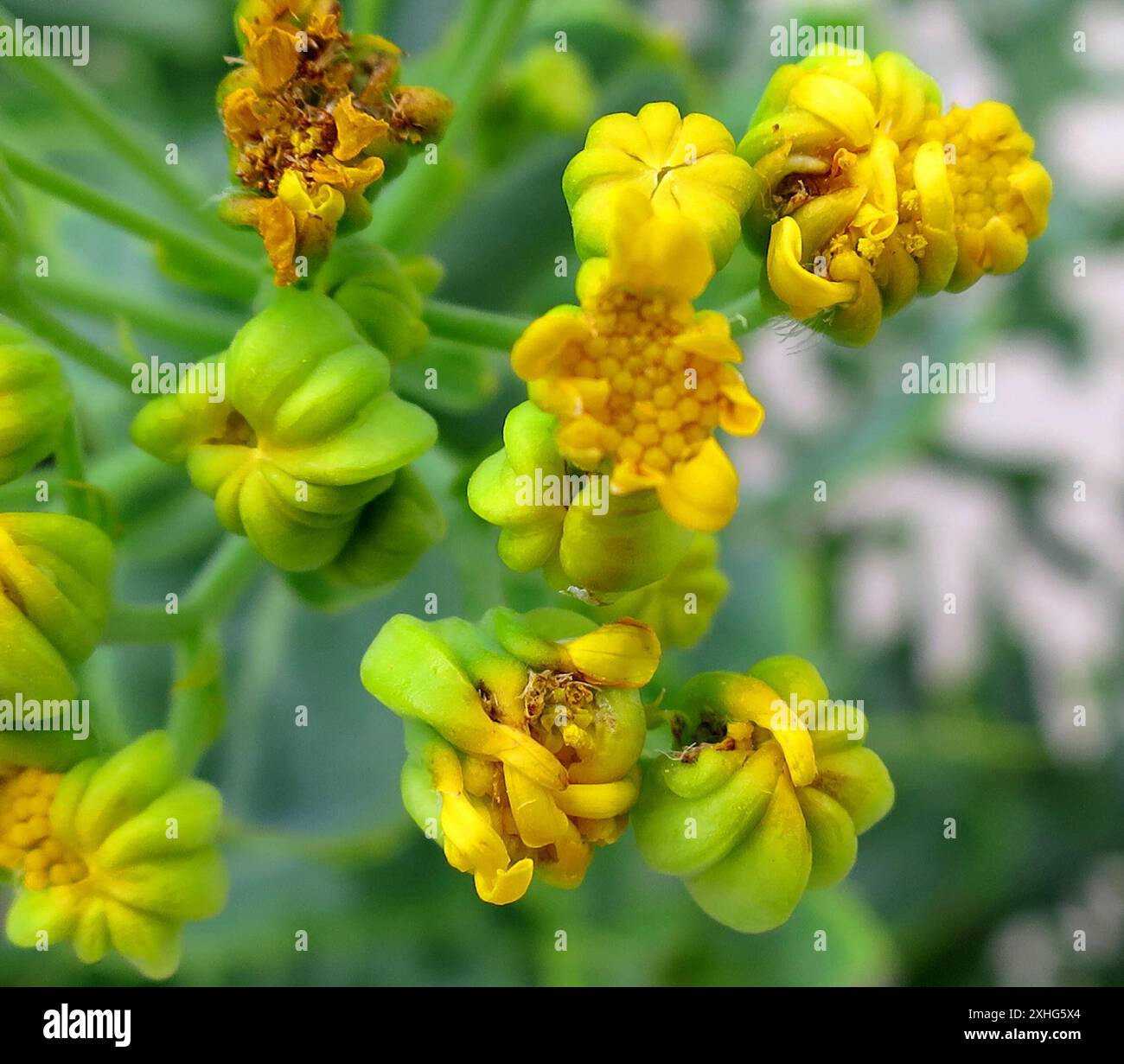 Poorflower Babooncabbage (Othonna parviflora Stock Photo - Alamy