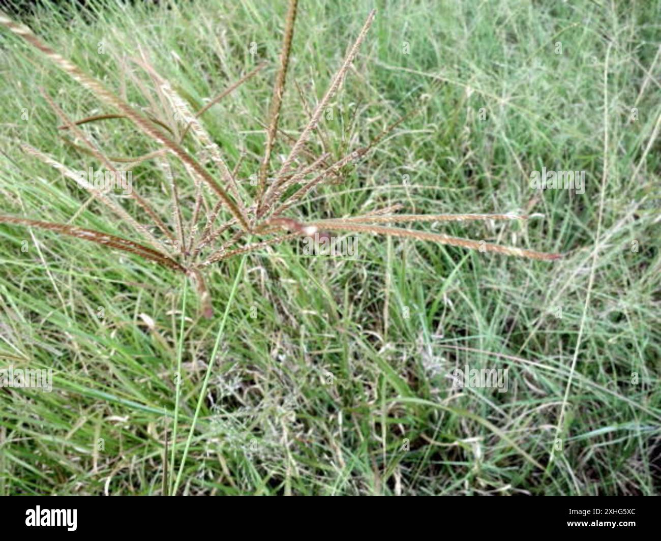 Chloris gayana hi-res stock photography and images - Alamy