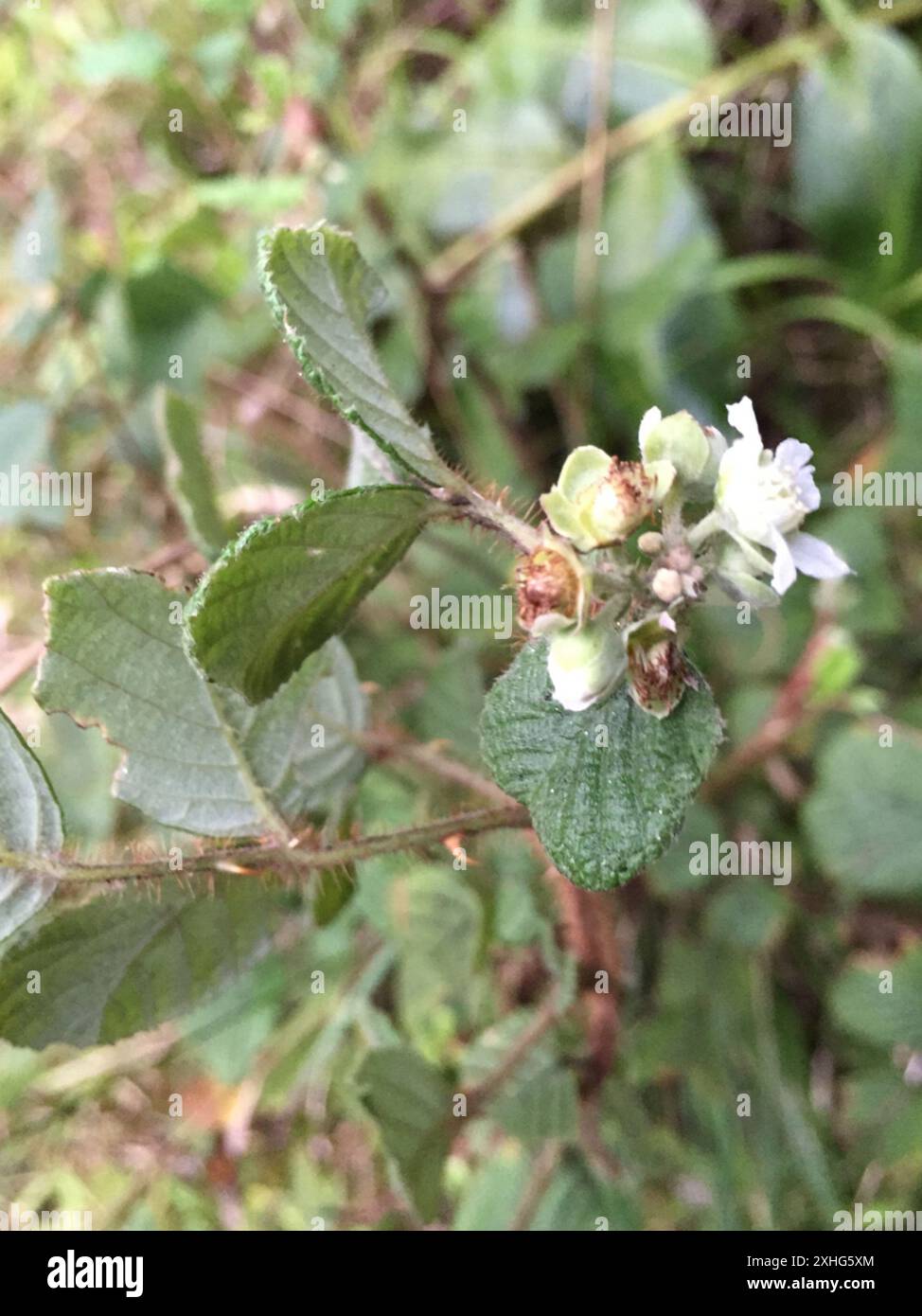 Rubus ellipticus hi-res stock photography and images - Alamy