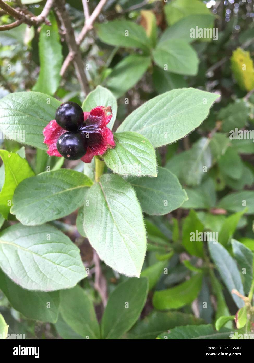 twinberry honeysuckle (Lonicera involucrata Stock Photo - Alamy