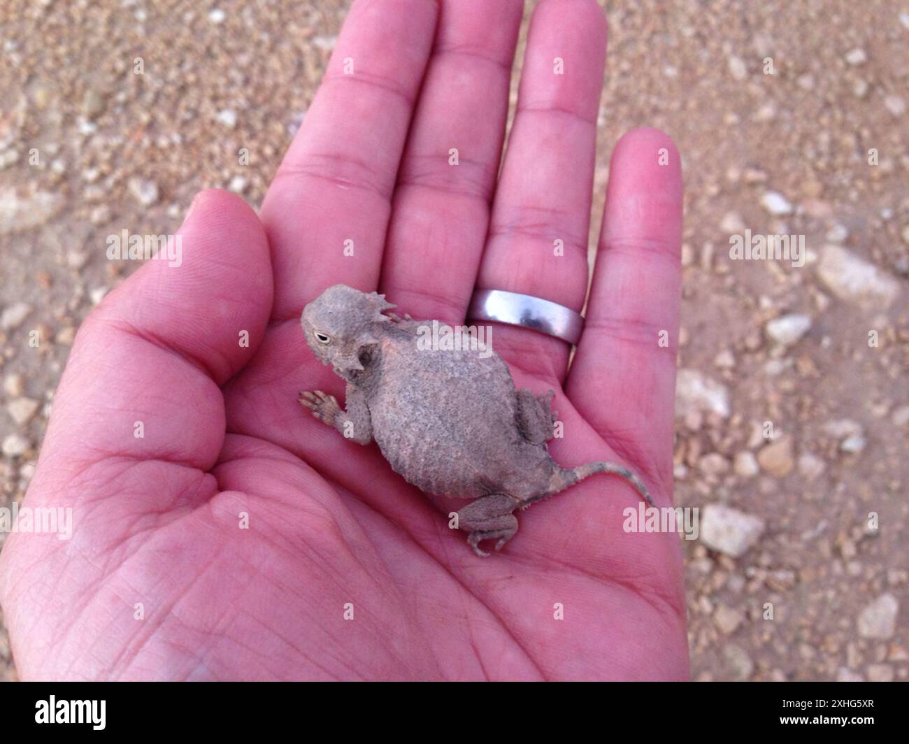 Roundtail Horned Lizard (Phrynosoma modestum Stock Photo - Alamy