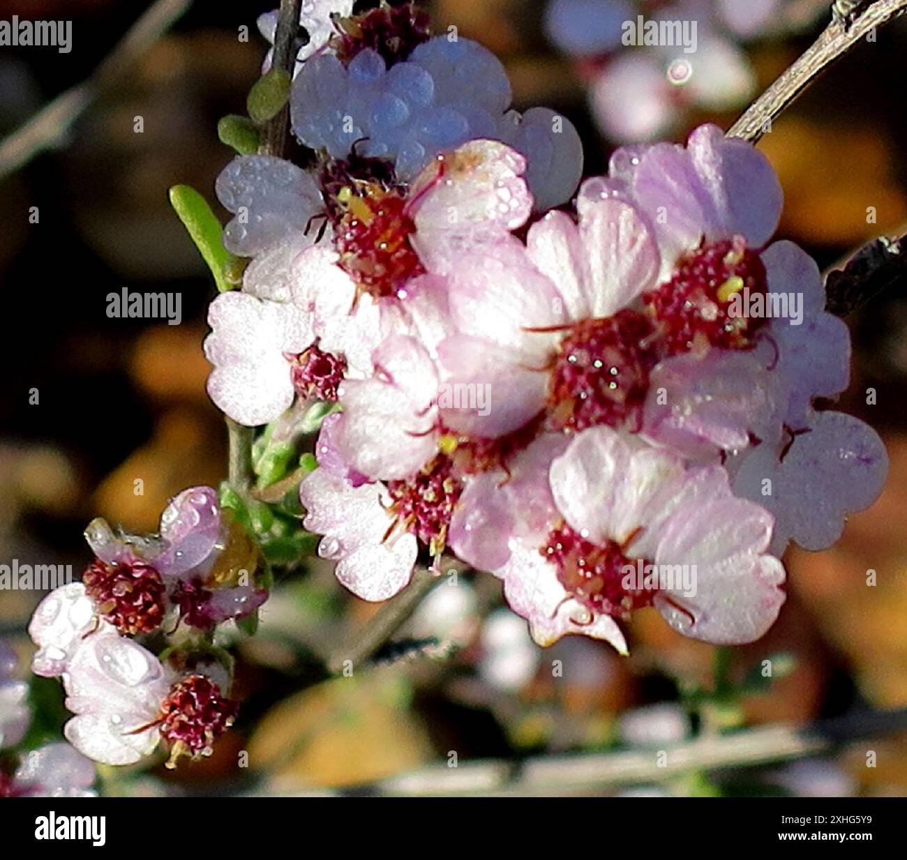African Wild Rosemary (Eriocephalus africanus africanus Stock Photo - Alamy