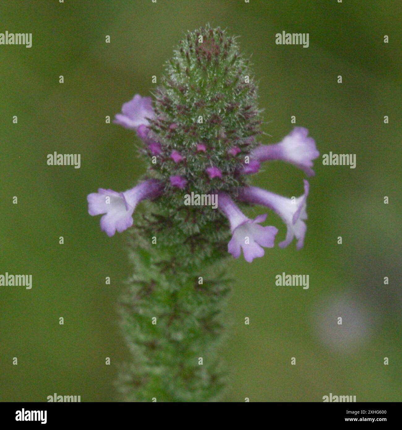 western vervain (Verbena lasiostachys Stock Photo - Alamy