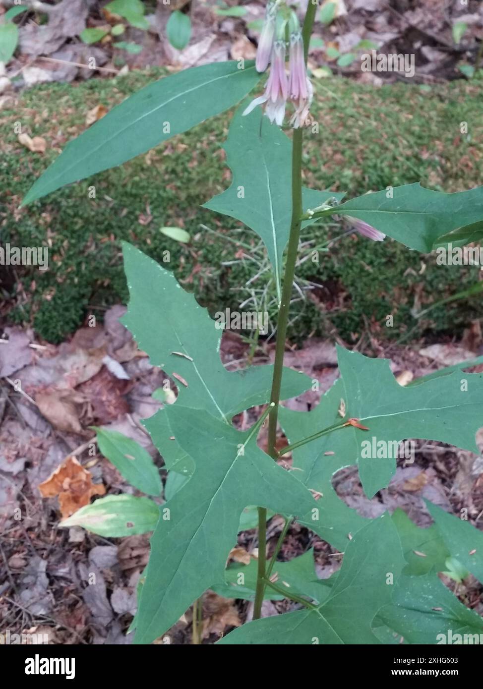 Rattlesnake roots hi-res stock photography and images - Alamy
