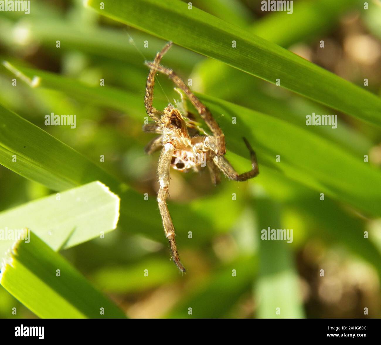 Typical Spiders (Araneomorphae Stock Photo - Alamy