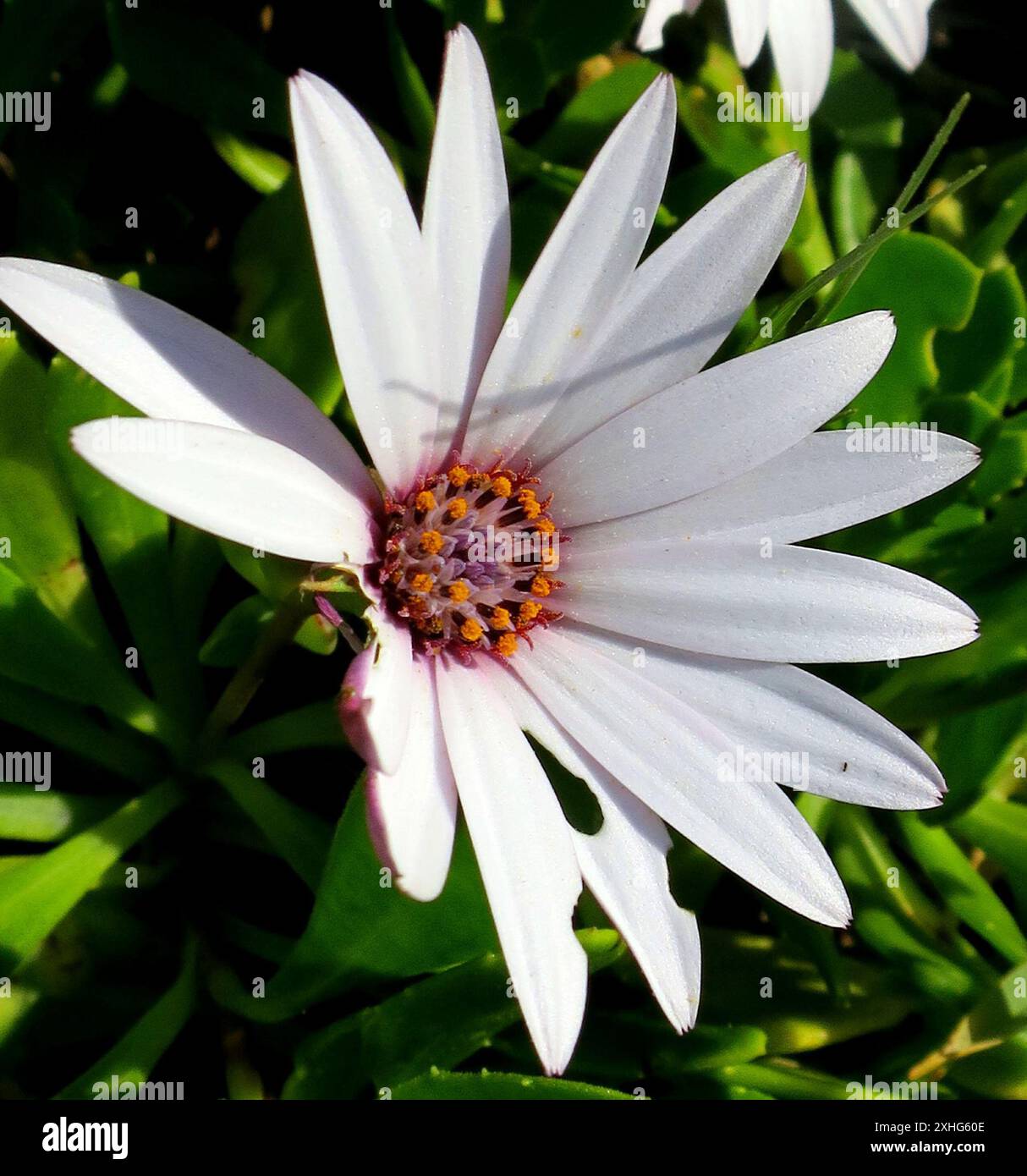 trailing African daisy (Dimorphotheca fruticosa Stock Photo - Alamy