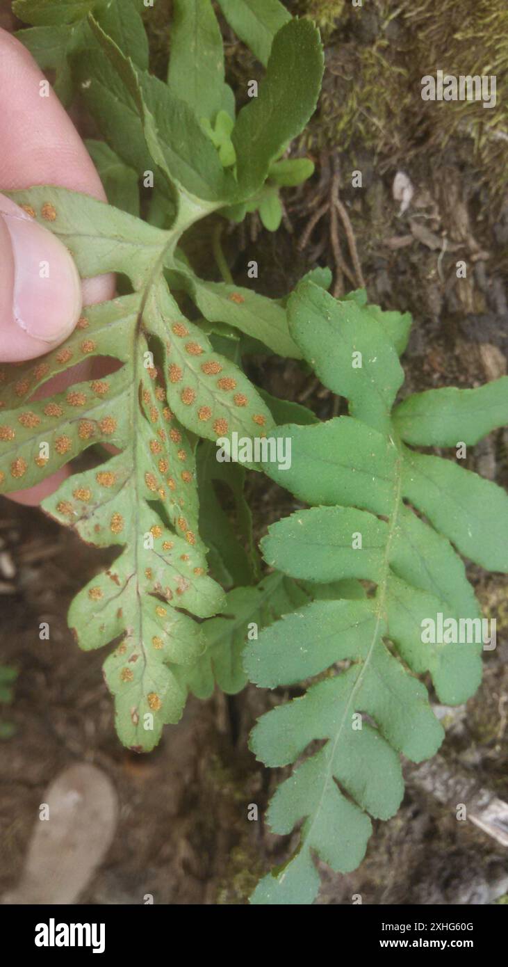 California Polypody (Polypodium californicum Stock Photo - Alamy