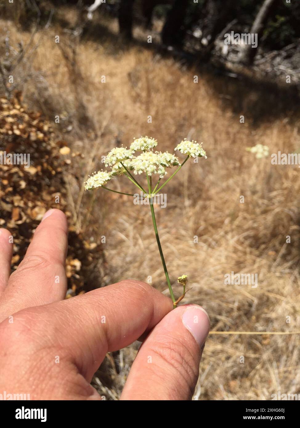 Kellogg's yampah (Perideridia kelloggii Stock Photo - Alamy