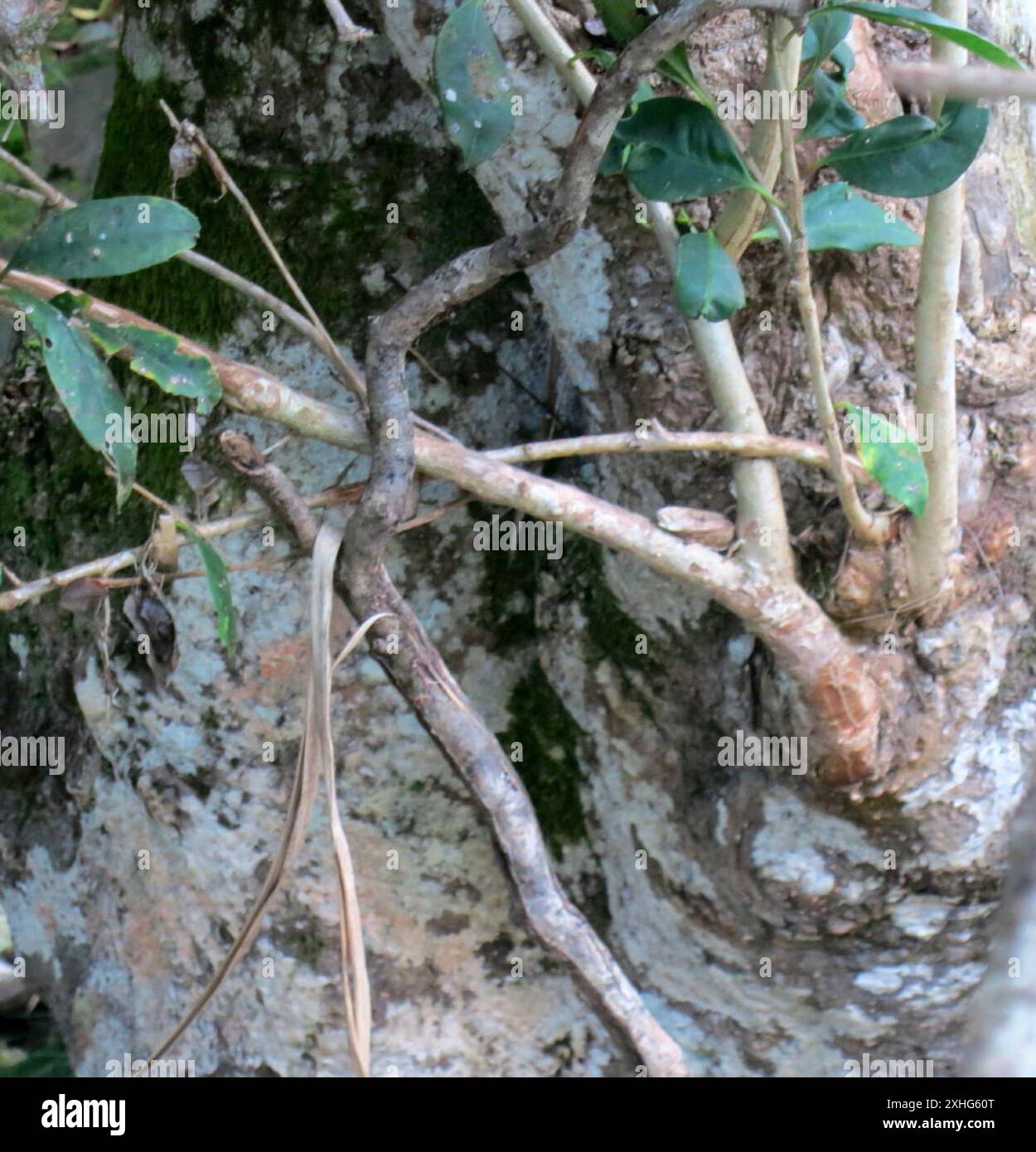 Common Cape Holly (Ilex mitis mitis Stock Photo - Alamy