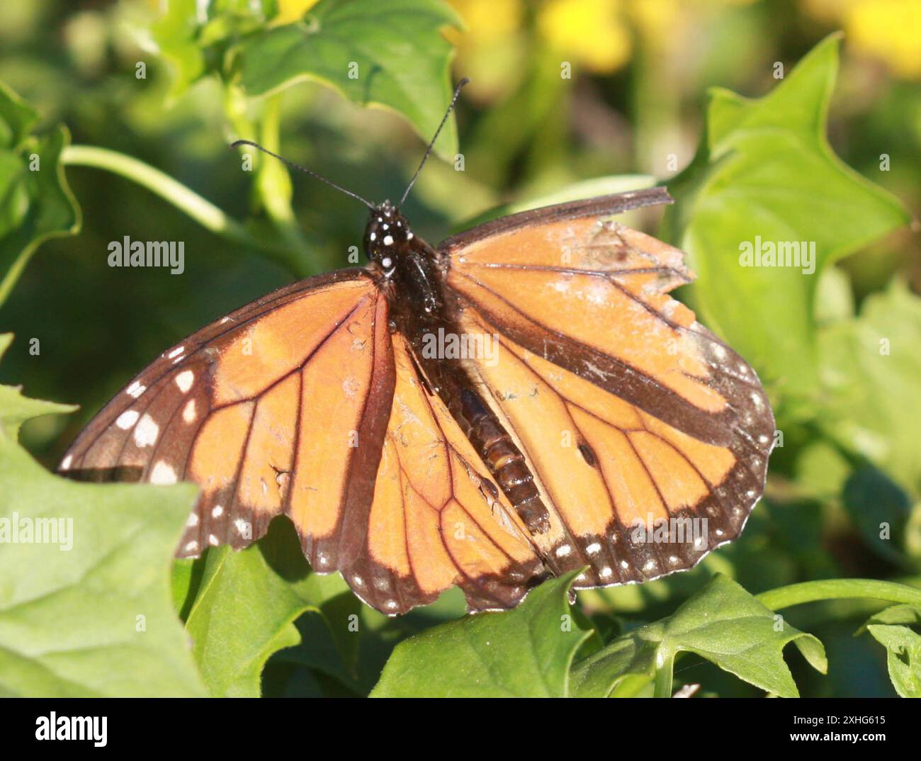 Monarch (Danaus plexippus Stock Photo - Alamy