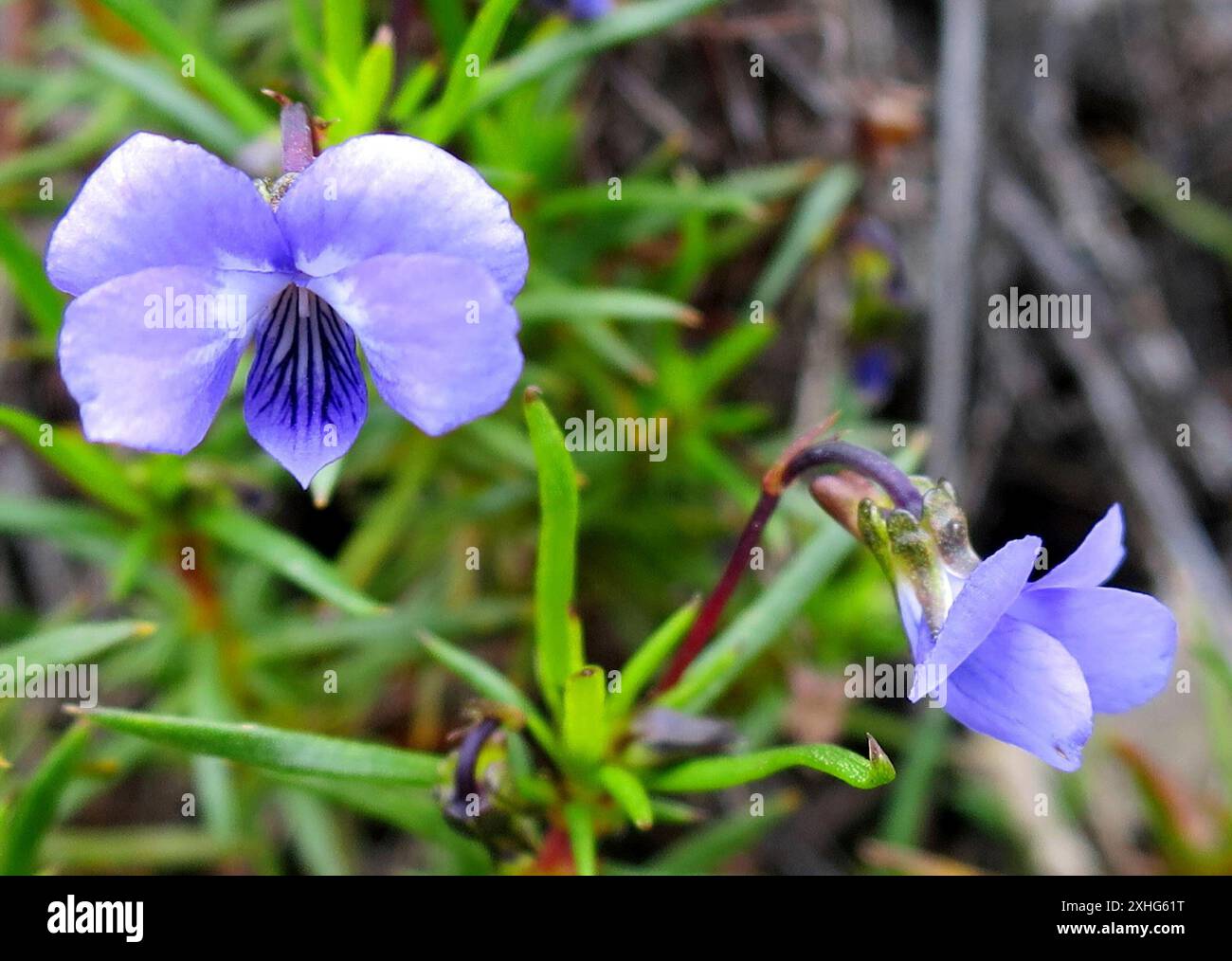 common Cape violet (Viola decumbens decumbens Stock Photo - Alamy