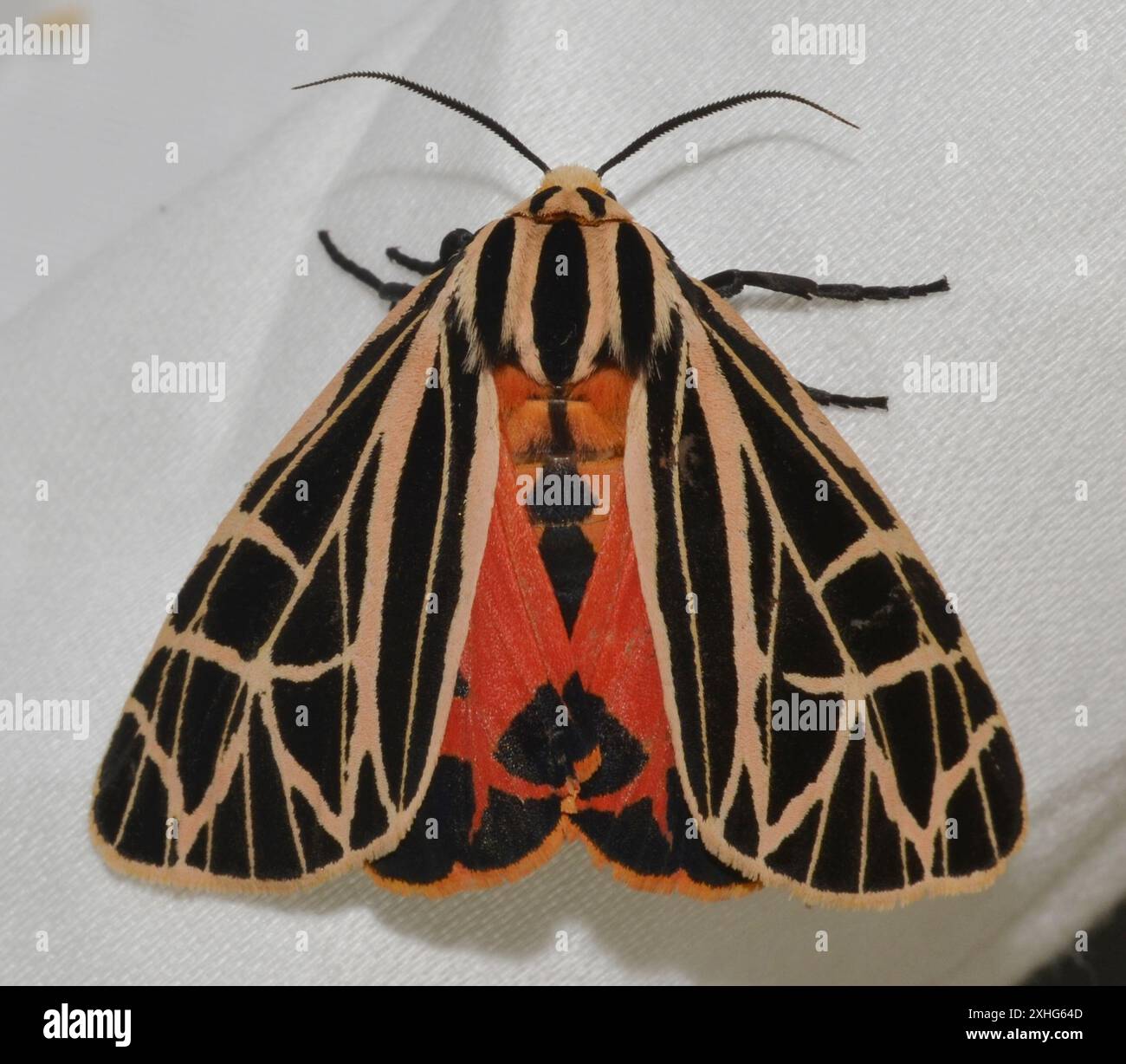 Parthenice Tiger Moth (Apantesis parthenice Stock Photo - Alamy