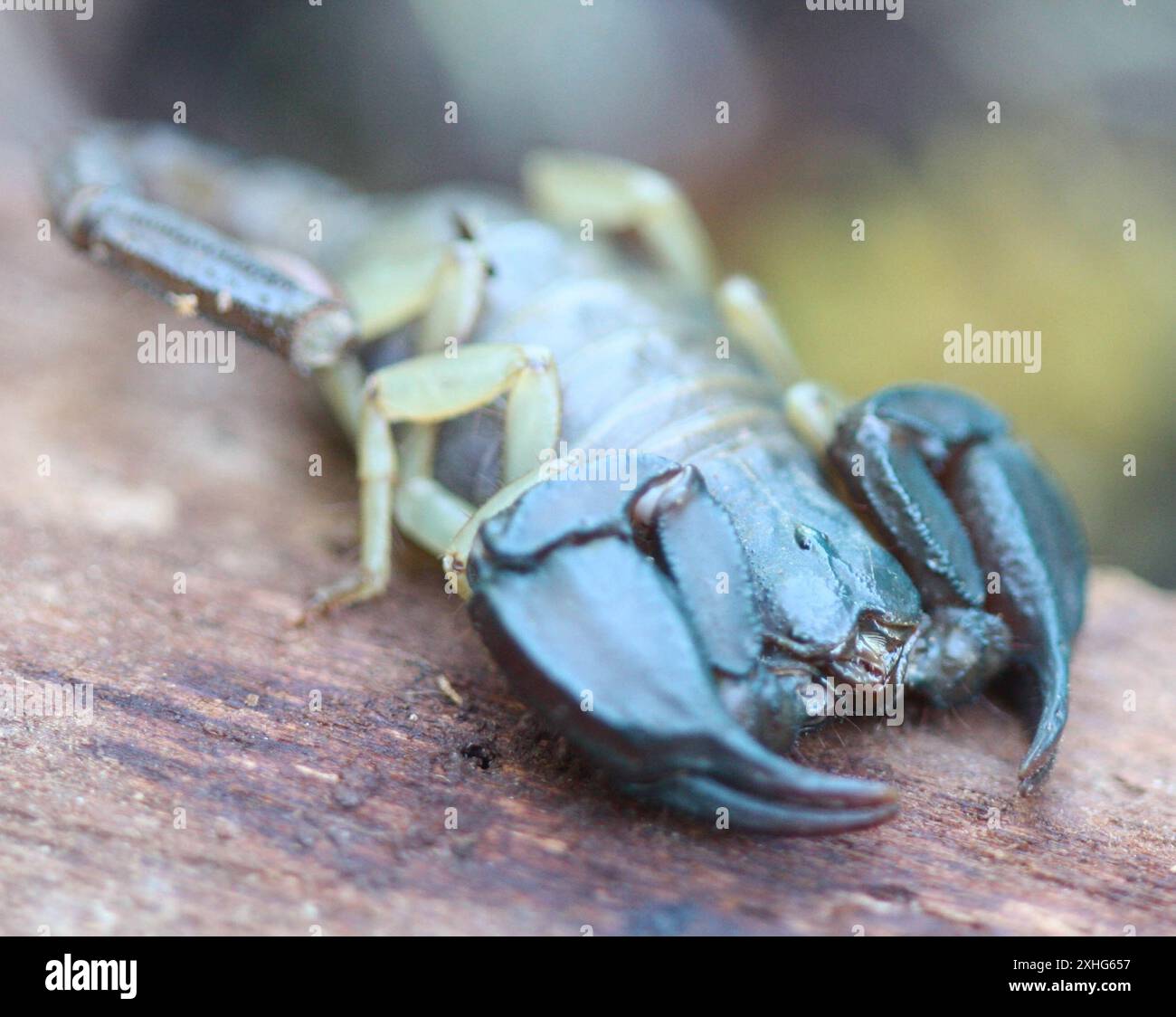 Western Forest Scorpion (Uroctonus mordax Stock Photo - Alamy
