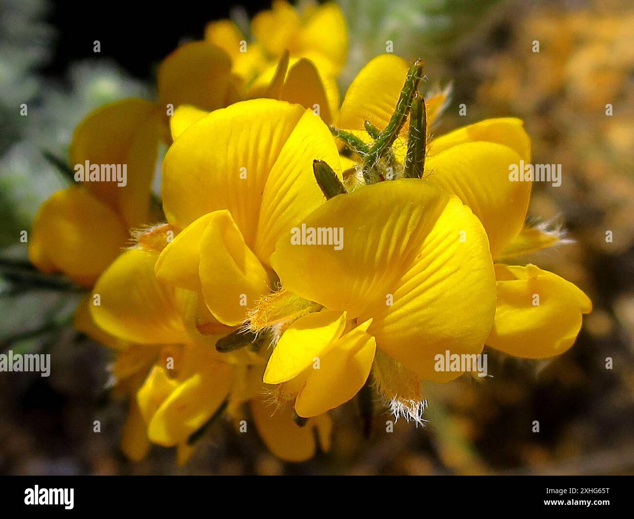 Cyclopia hi-res stock photography and images - Alamy