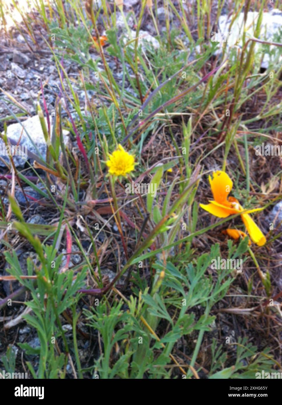 Annual Agoseris (Agoseris heterophylla Stock Photo - Alamy