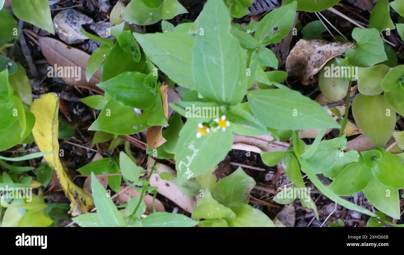 Gallant soldier hi-res stock photography and images - Alamy