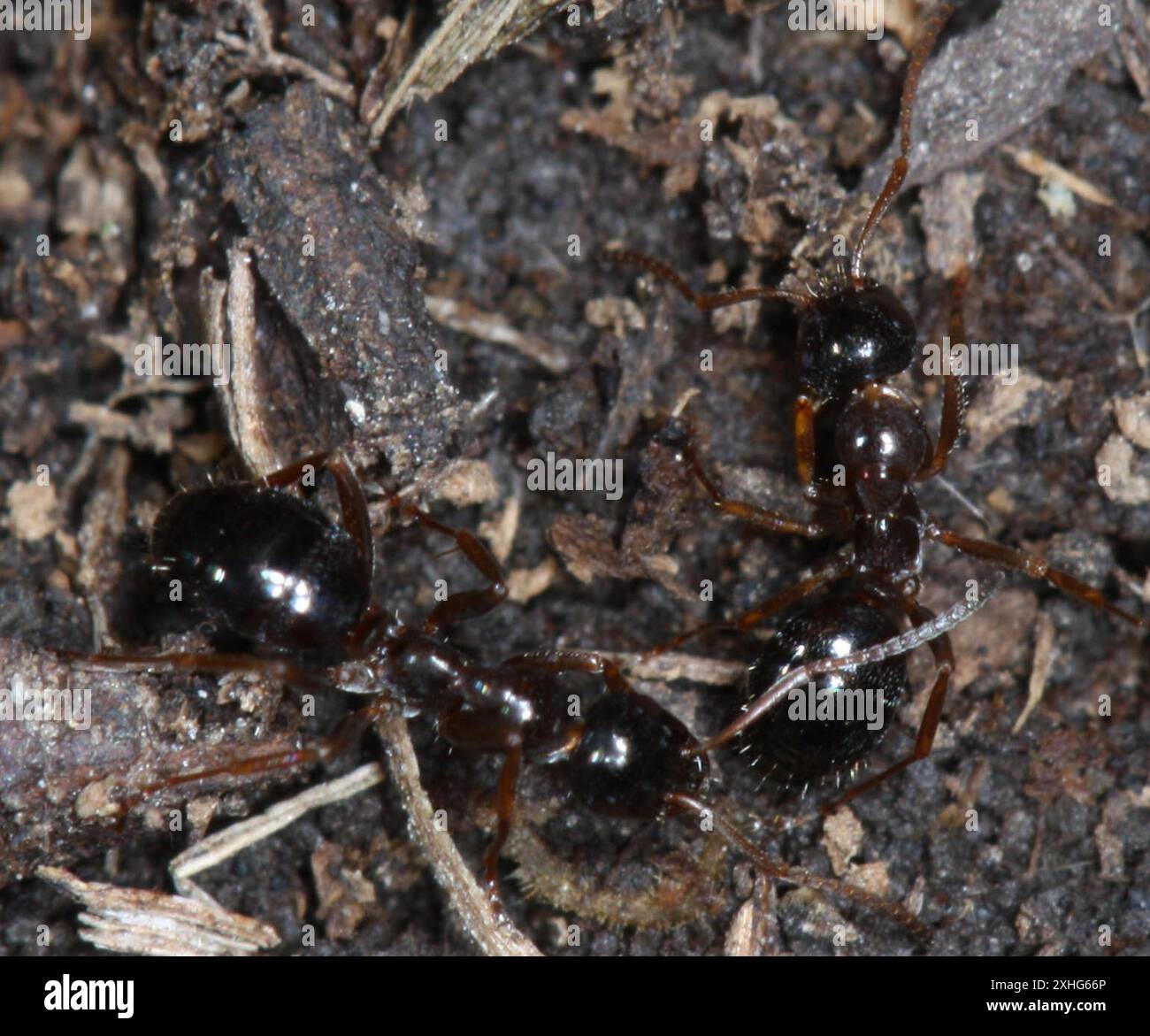 Neogagates-group Field Ants (Formica neogagates Stock Photo - Alamy