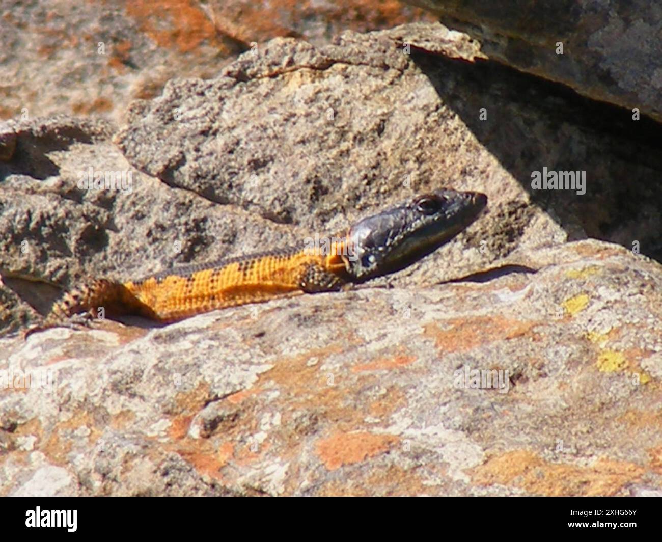 Highveld Crag Lizard (Pseudocordylus melanotus Stock Photo - Alamy