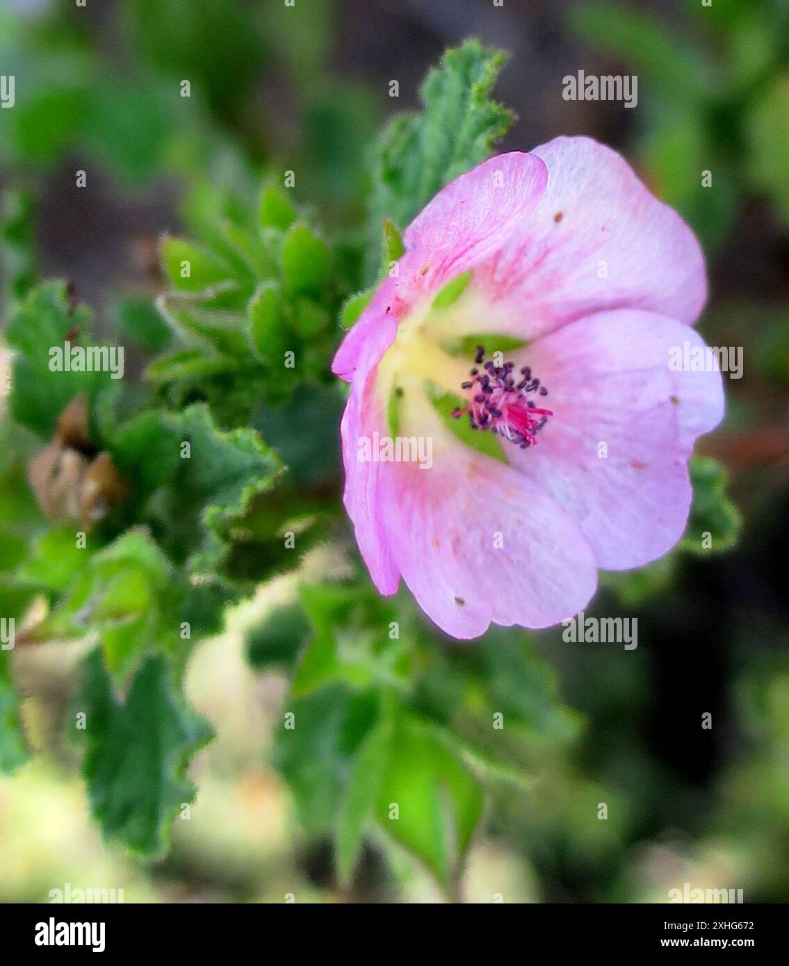 Anisodontea scabrosa hi-res stock photography and images - Alamy
