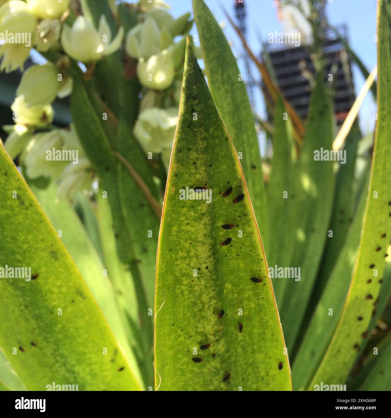 Yucca Plant Bug (Halticotoma valida Stock Photo - Alamy
