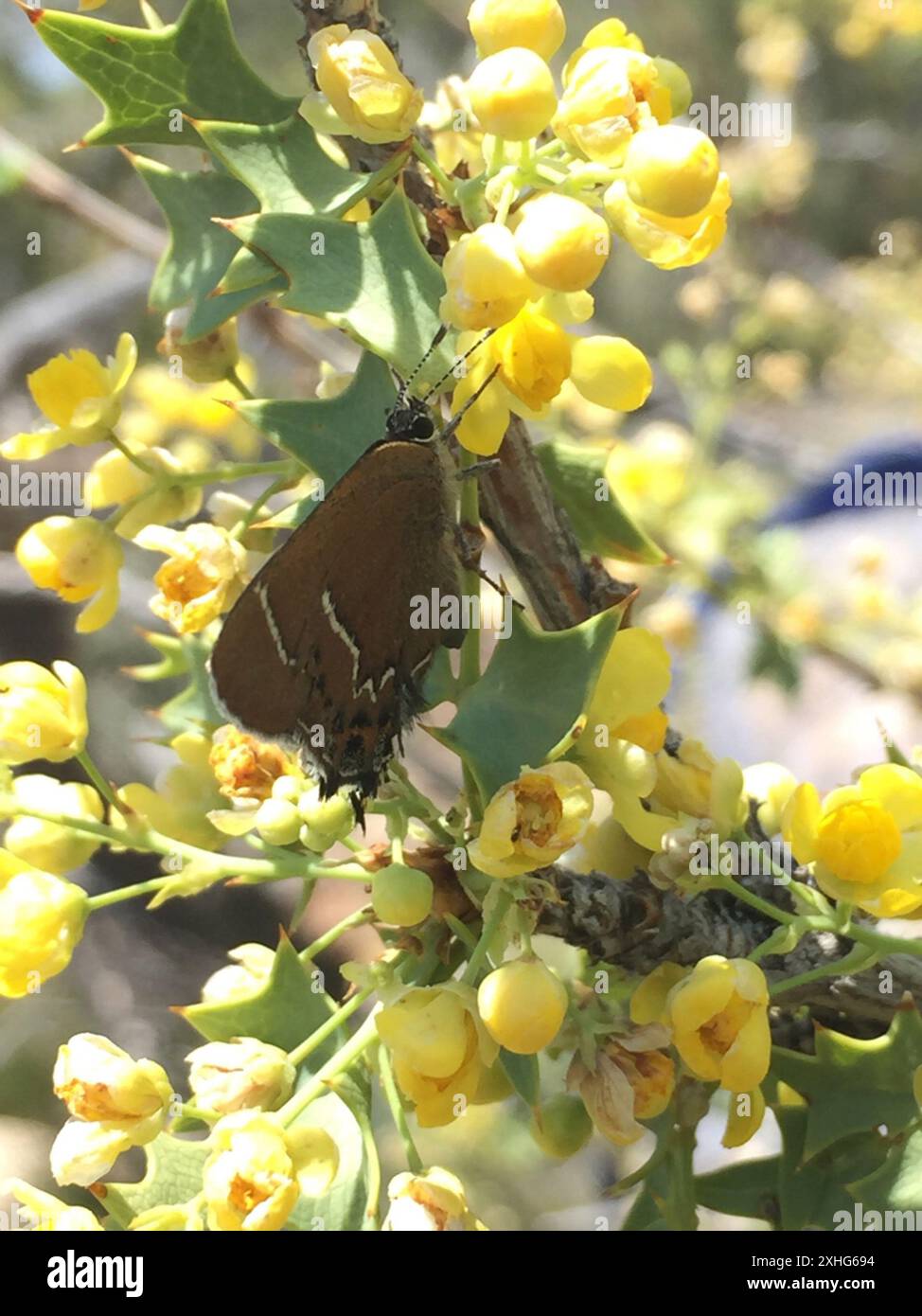 Callophrys spinetorum hi-res stock photography and images - Alamy