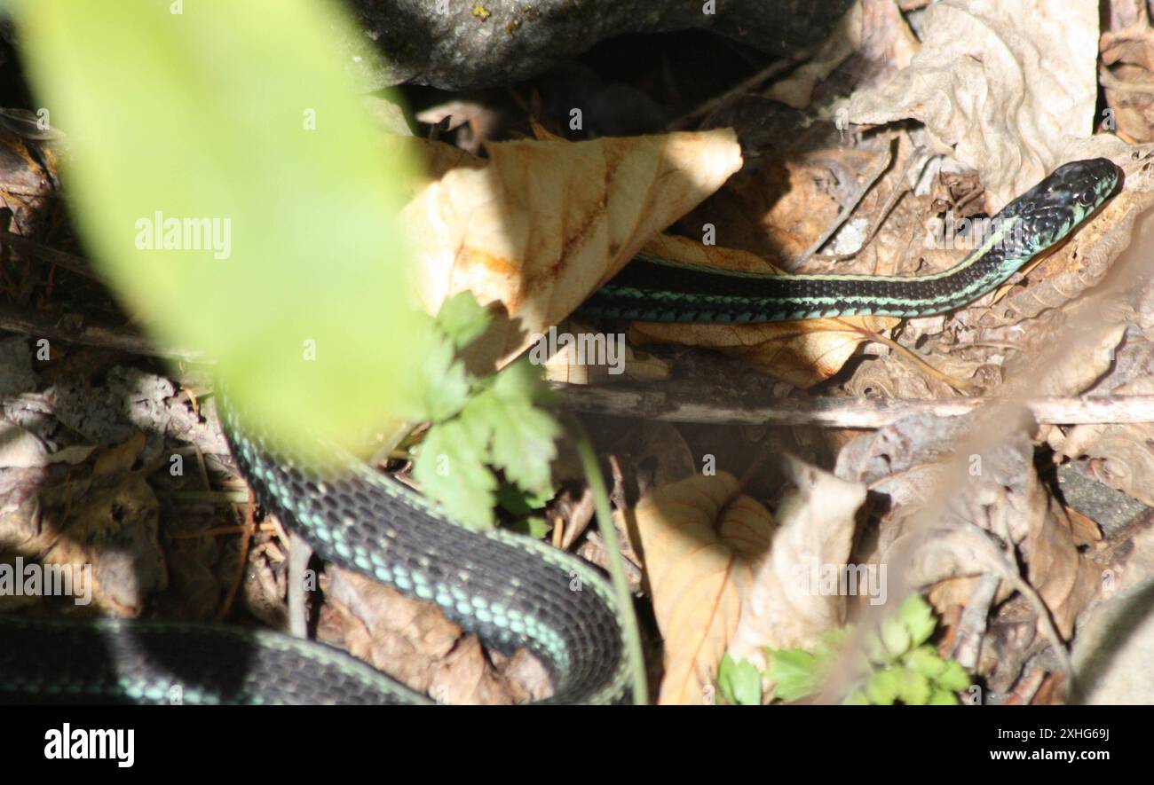 Puget sound garter snake hi-res stock photography and images - Alamy