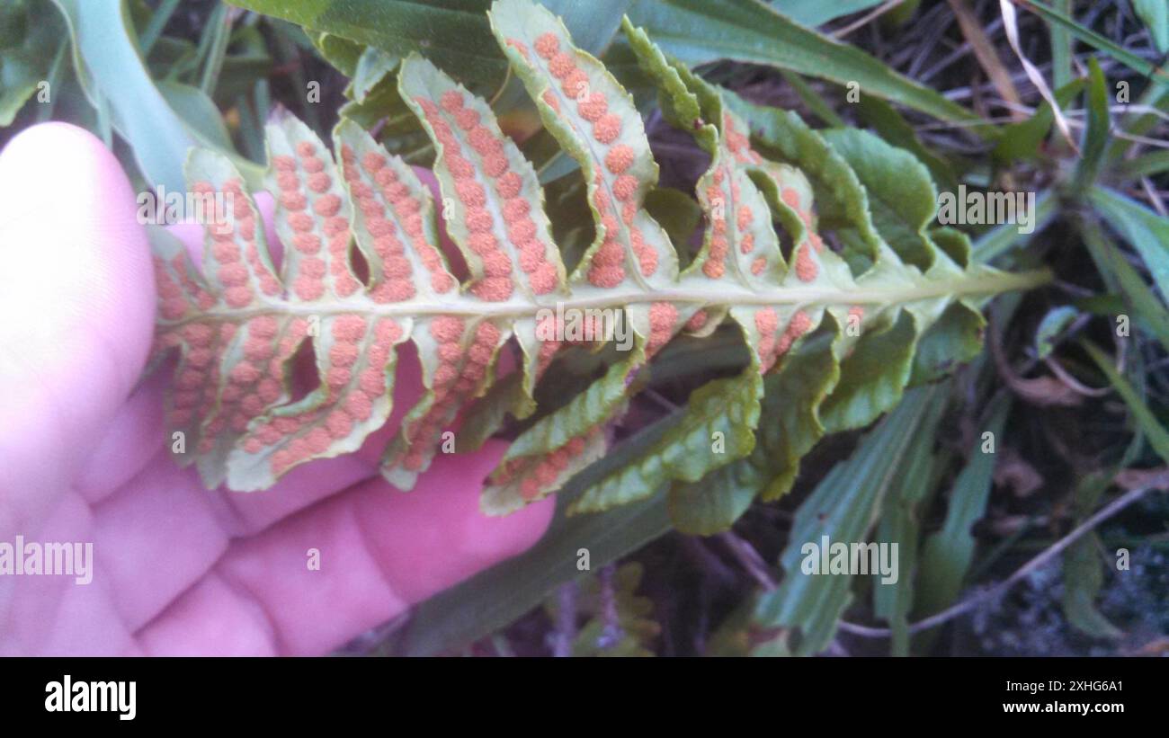 California Polypody (Polypodium californicum Stock Photo - Alamy
