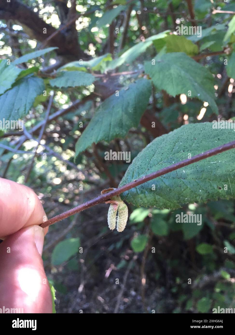 California hazelnut (Corylus cornuta californica Stock Photo - Alamy