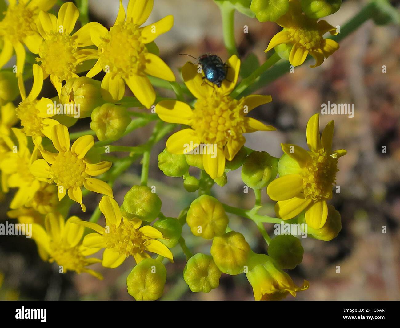 Poorflower Babooncabbage (Othonna parviflora Stock Photo - Alamy