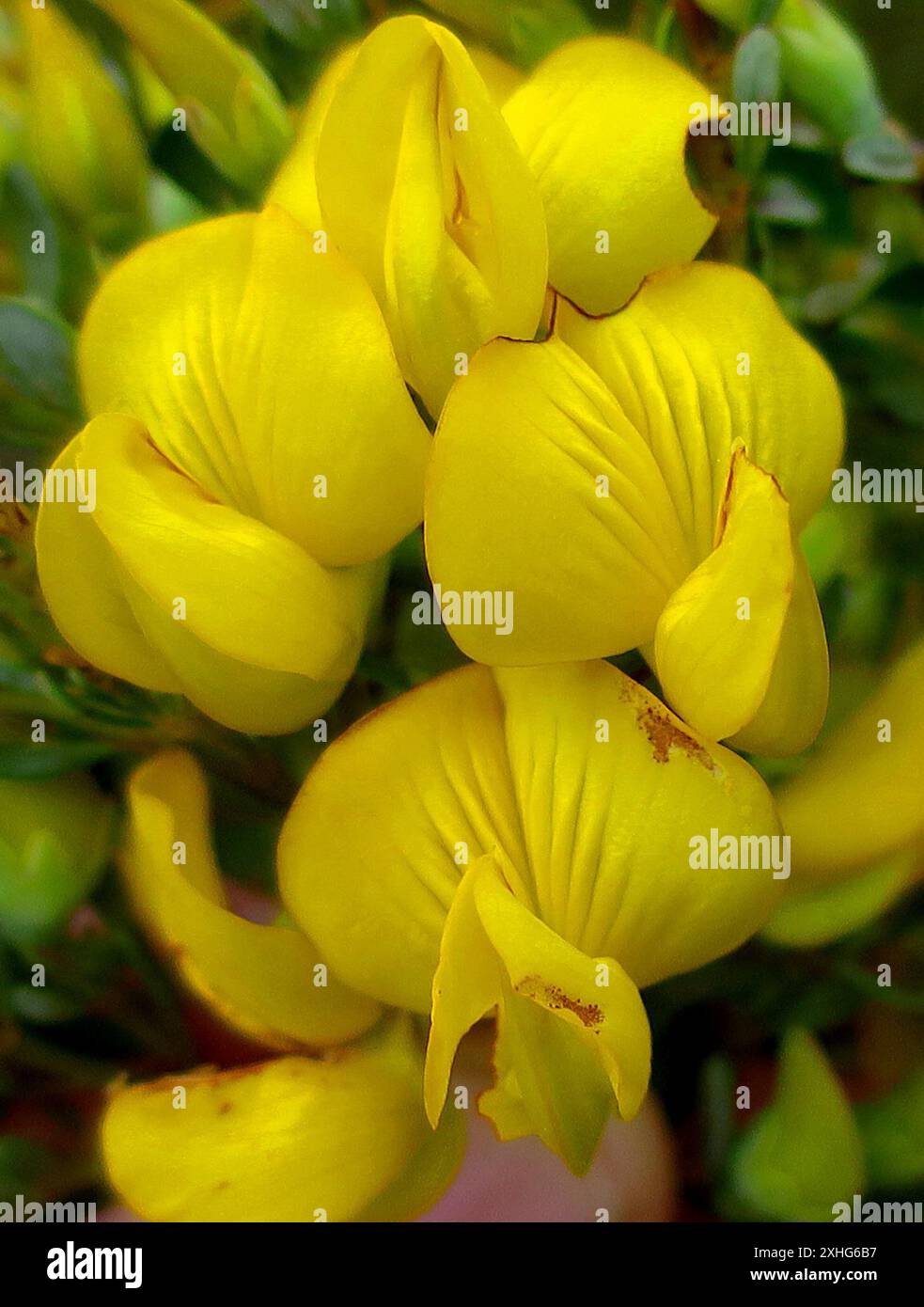 Vlei Honeybush (Cyclopia subternata Stock Photo - Alamy