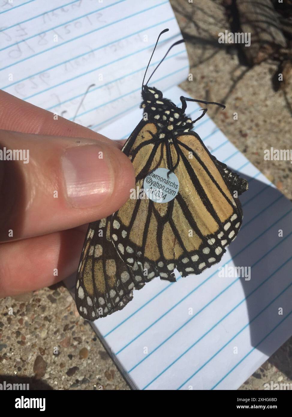 Monarch (Danaus plexippus Stock Photo - Alamy
