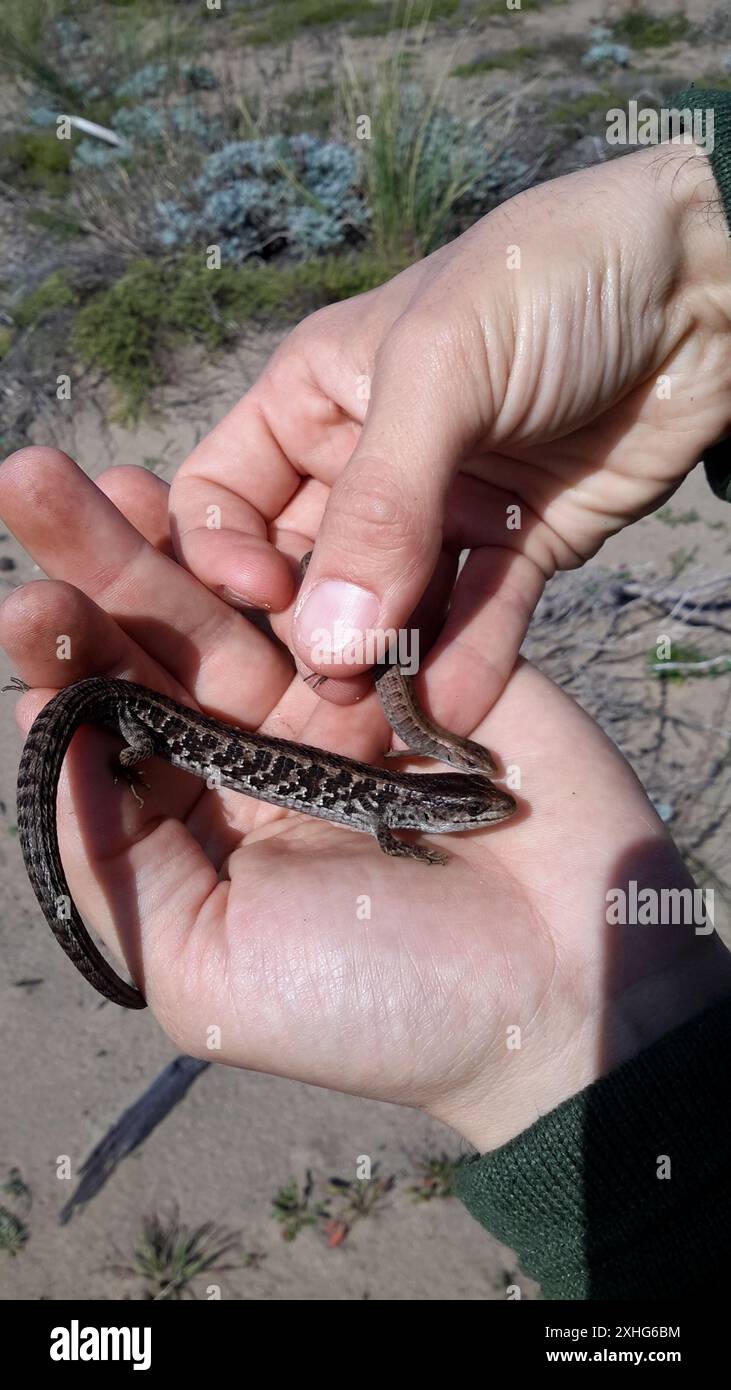 Northern Alligator Lizard (Elgaria coerulea Stock Photo - Alamy