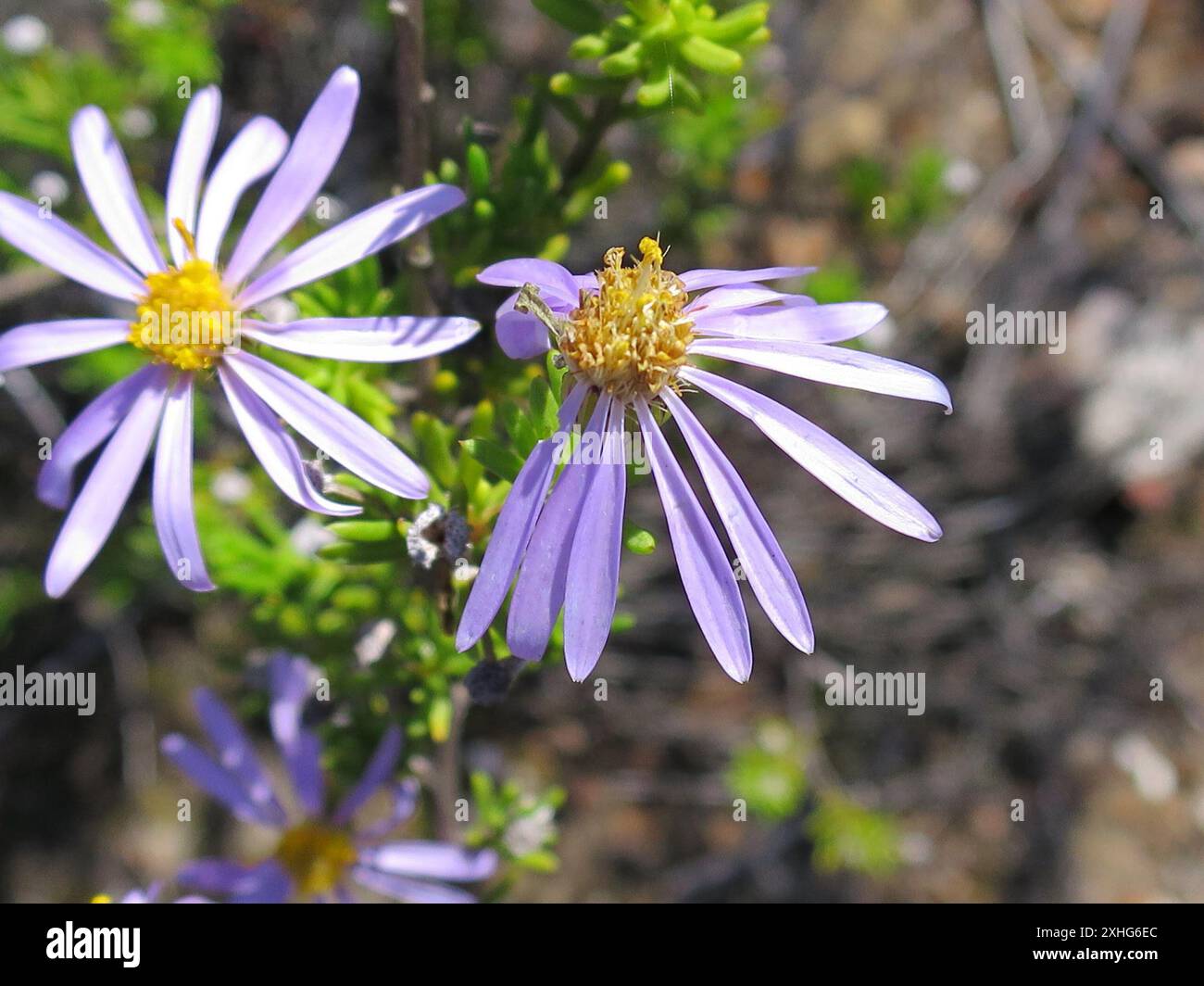 Common Fine Felicia (Felicia filifolia filifolia Stock Photo - Alamy