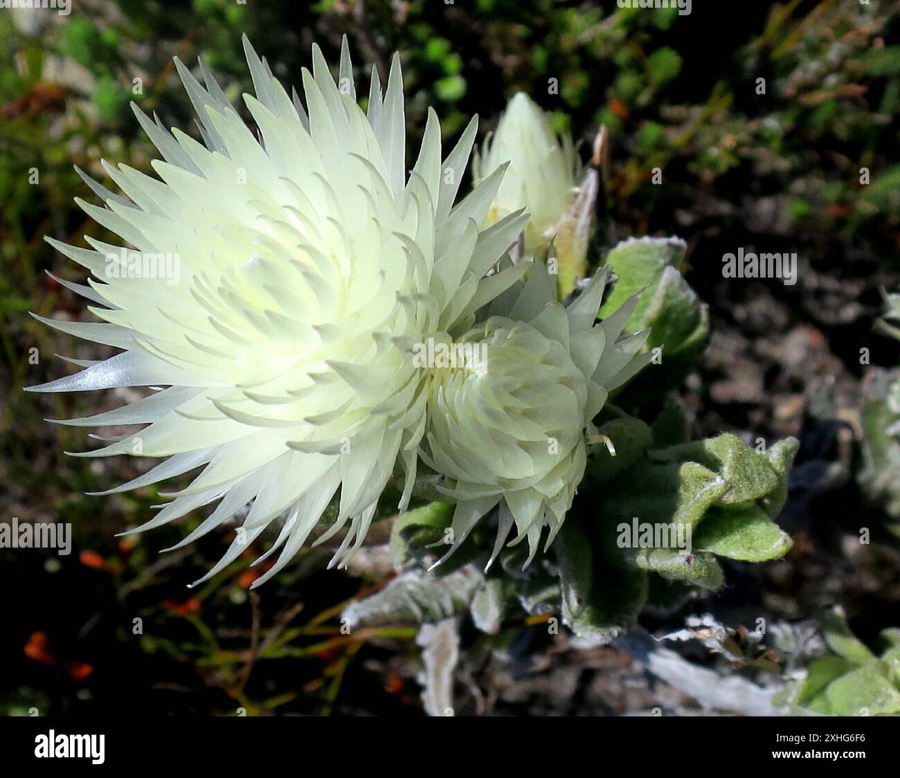 Syncarpha vestita hi-res stock photography and images - Alamy