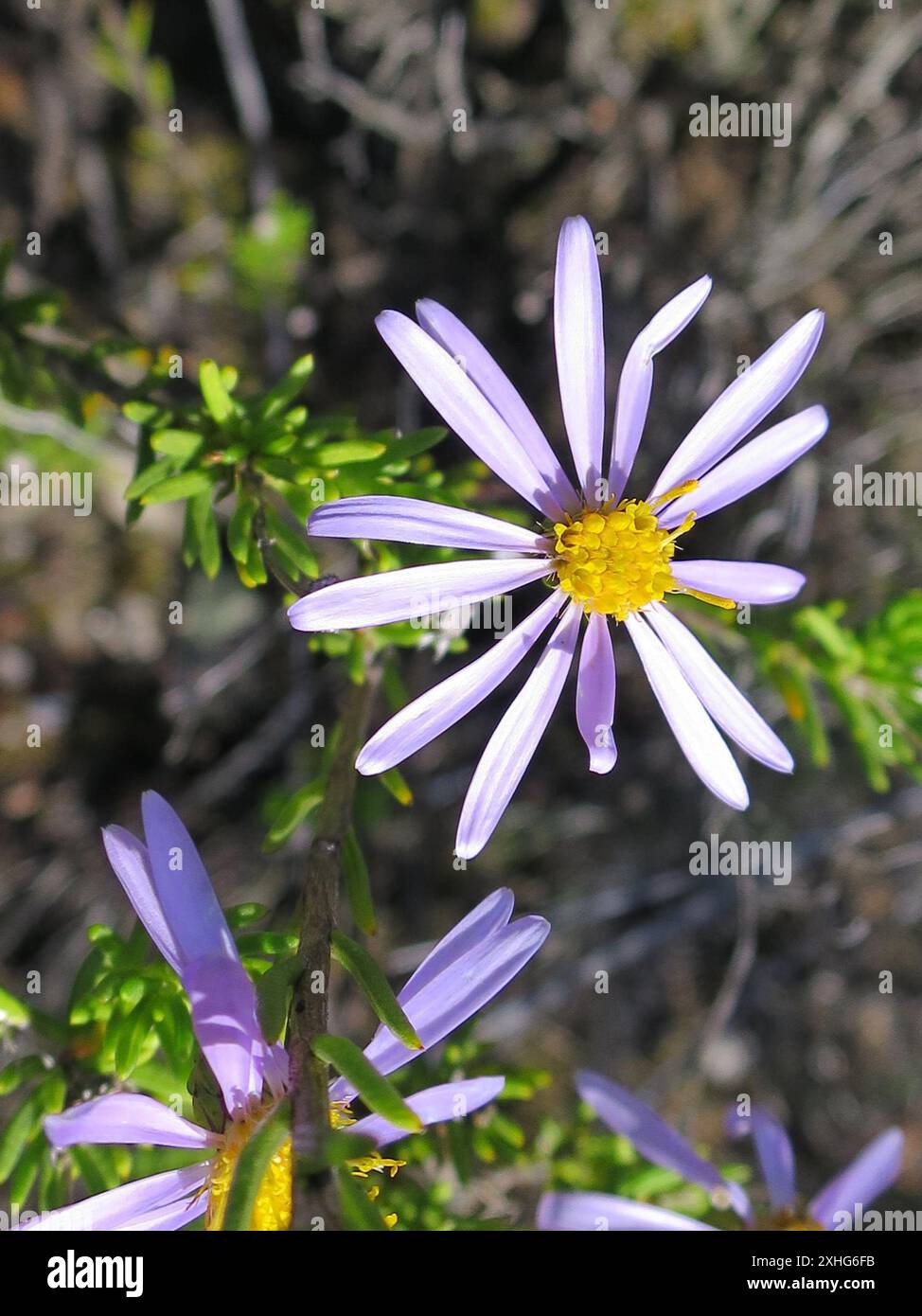 Common Fine Felicia (Felicia filifolia filifolia Stock Photo - Alamy
