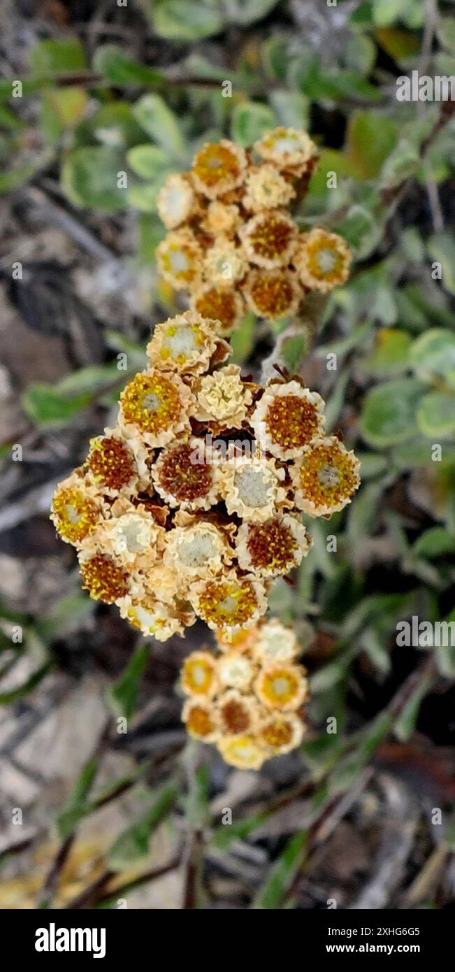Roundleaf Everlasting (Helichrysum rotundifolium Stock Photo - Alamy