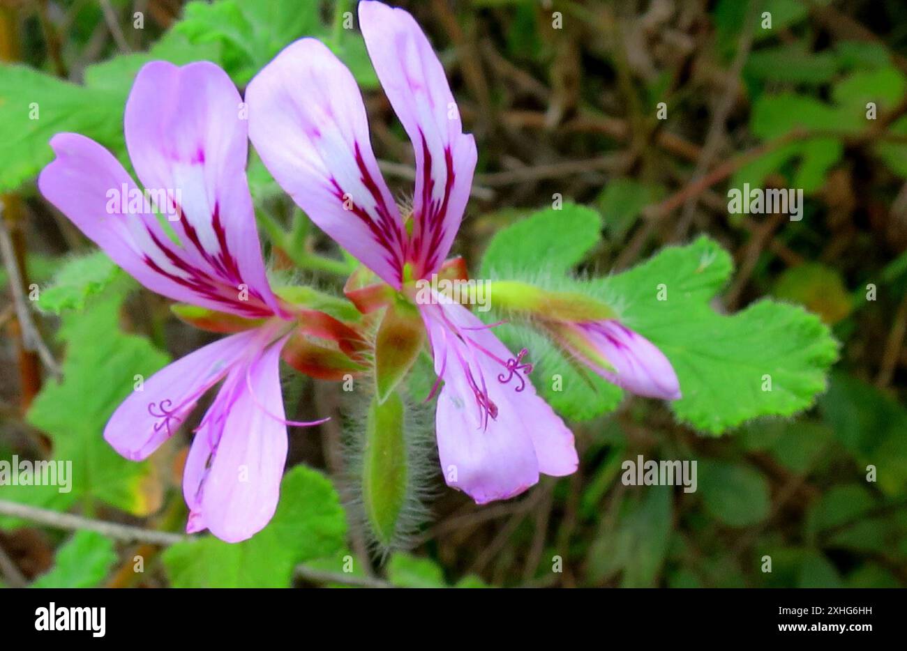 Oak leaved geranium hi-res stock photography and images - Alamy
