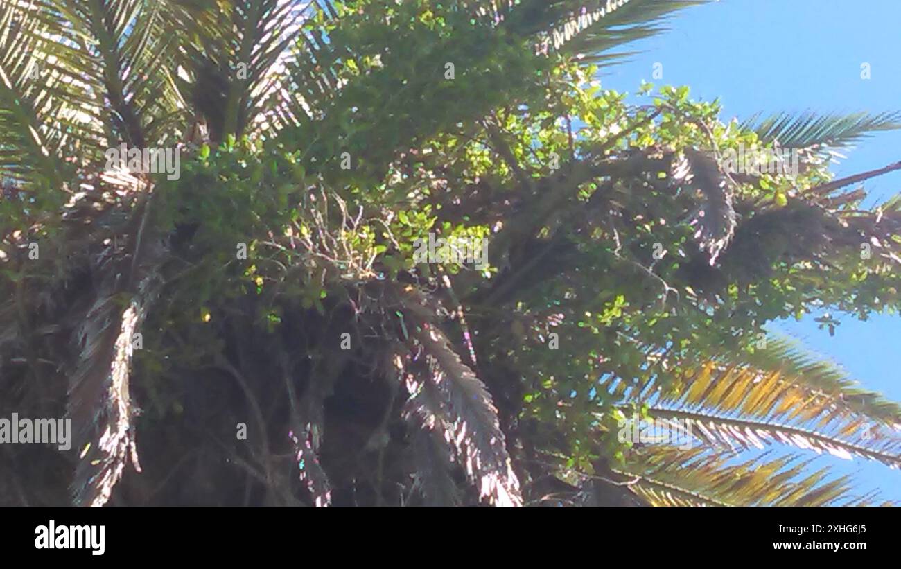 Taupata (Coprosma repens Stock Photo - Alamy