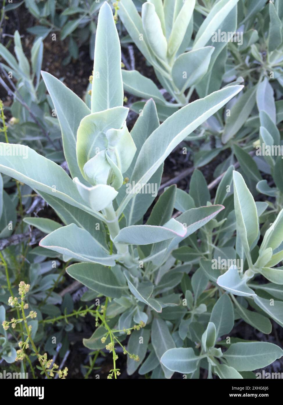 white sage (Salvia apiana Stock Photo - Alamy